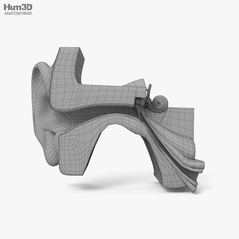 Human Ear 3D model - Download Anatomy on 3DModels.org