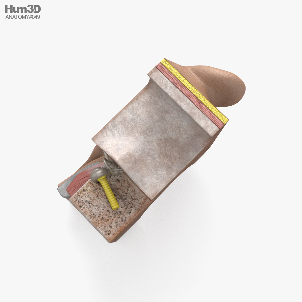 Human Ear 3D model - Download Anatomy on 3DModels.org