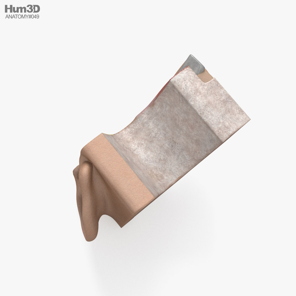 Human Ear 3D model - Download Anatomy on 3DModels.org