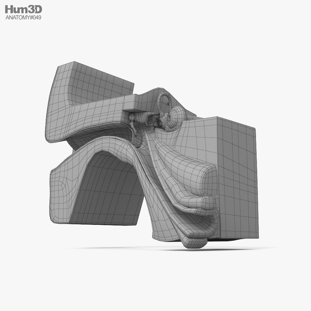 Human Ear 3D model - Download Anatomy on 3DModels.org