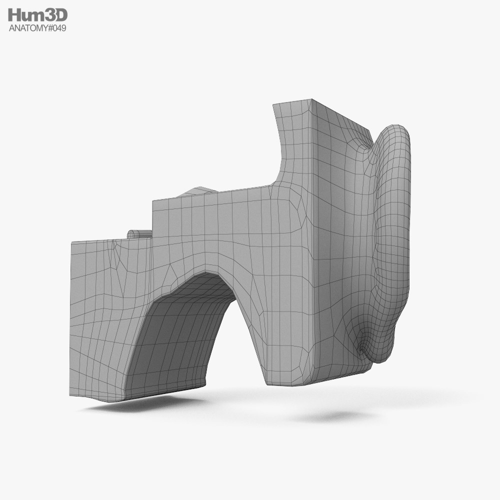 Human Ear 3D model - Download Anatomy on 3DModels.org