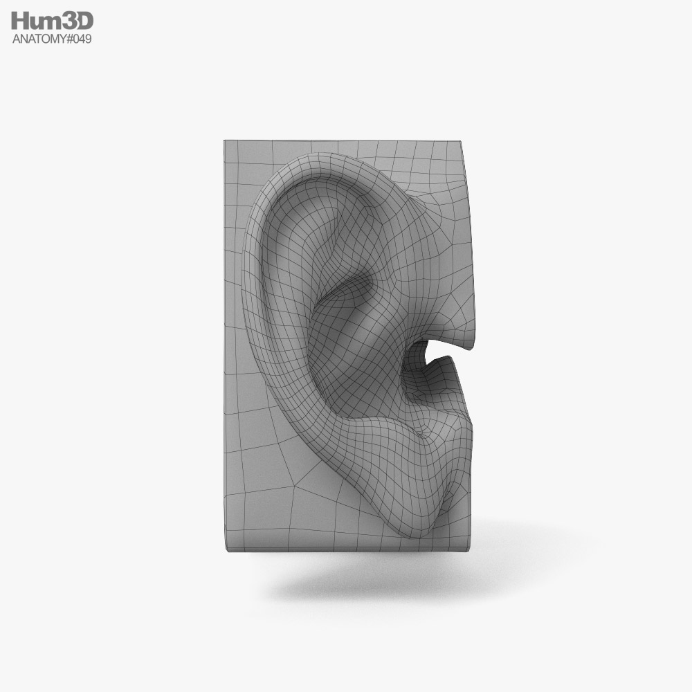 Human Ear 3D model - Download Anatomy on 3DModels.org