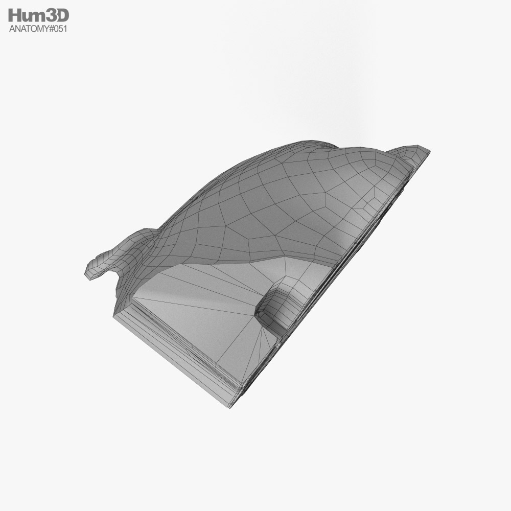Human Nose 3D model - Download Anatomy on 3DModels.org