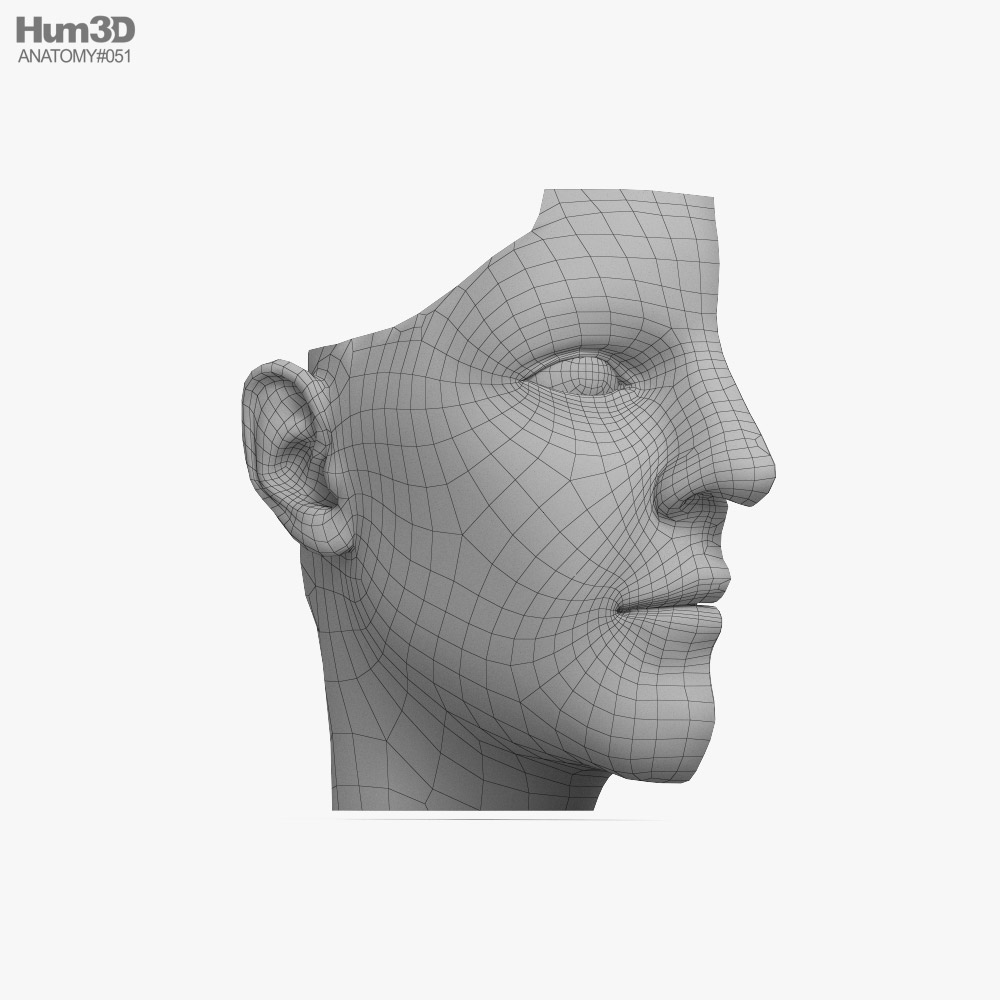 Human Nose 3D model - Download Anatomy on 3DModels.org