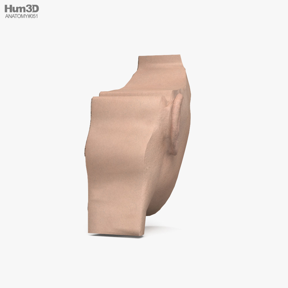 Human Nose 3D model - Download Anatomy on 3DModels.org