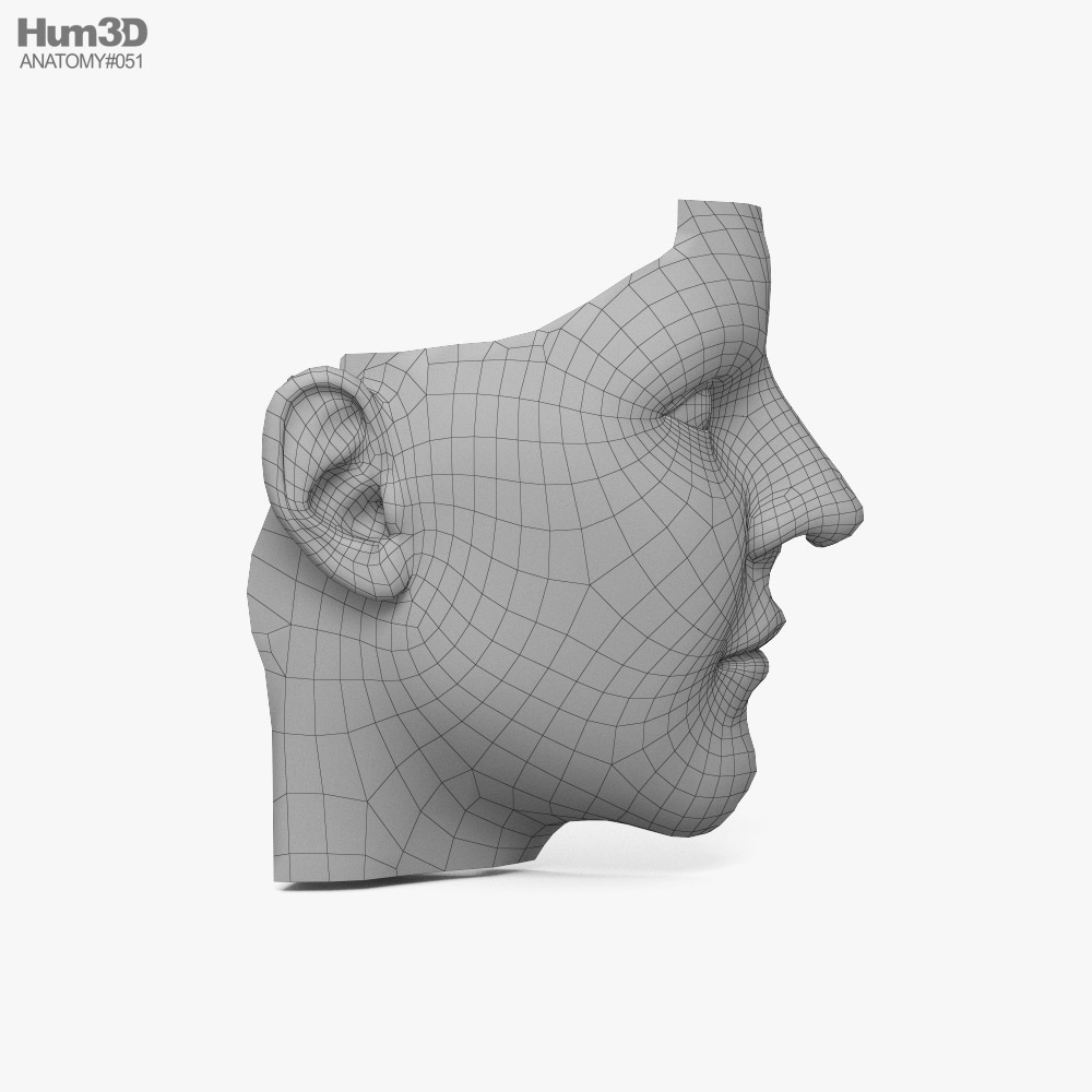Human Nose 3D model - Download Anatomy on 3DModels.org