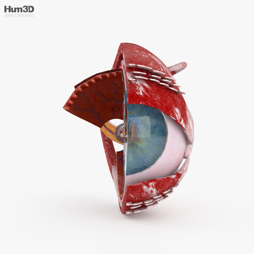 Cross Sectional Human Eye 3d Model