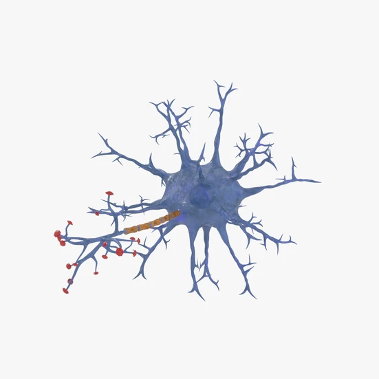 Nervous system 3D Models Download - 3DModels.org