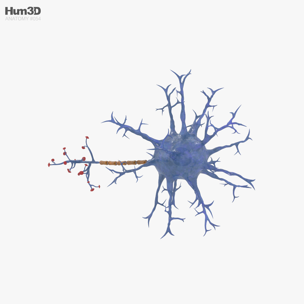 Neuron 3D model - Download Anatomy on 3DModels.org