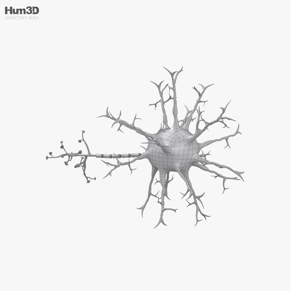 Neuron 3D model - Download Anatomy on 3DModels.org