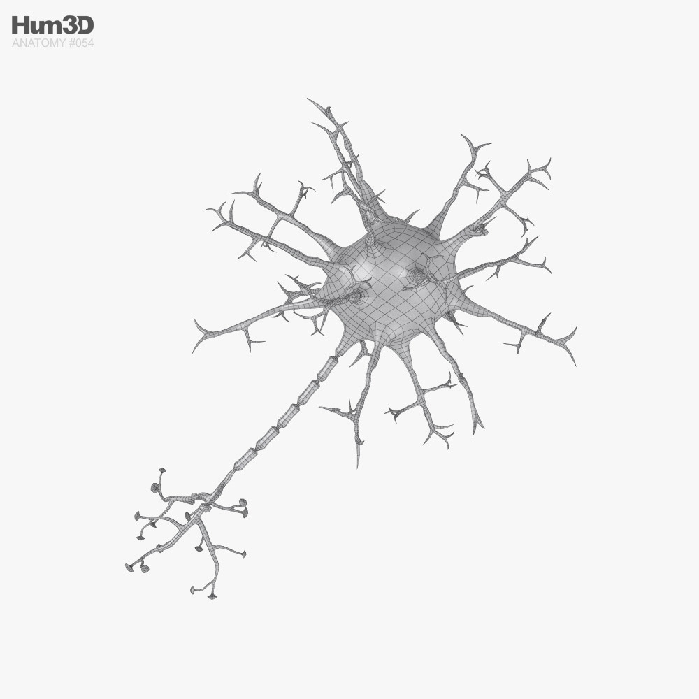 Neuron 3D model - Download Anatomy on 3DModels.org