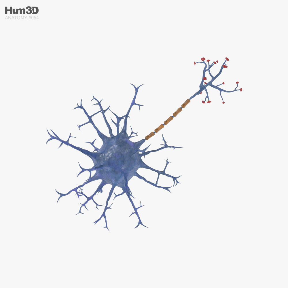 Neuron 3D model - Download Anatomy on 3DModels.org