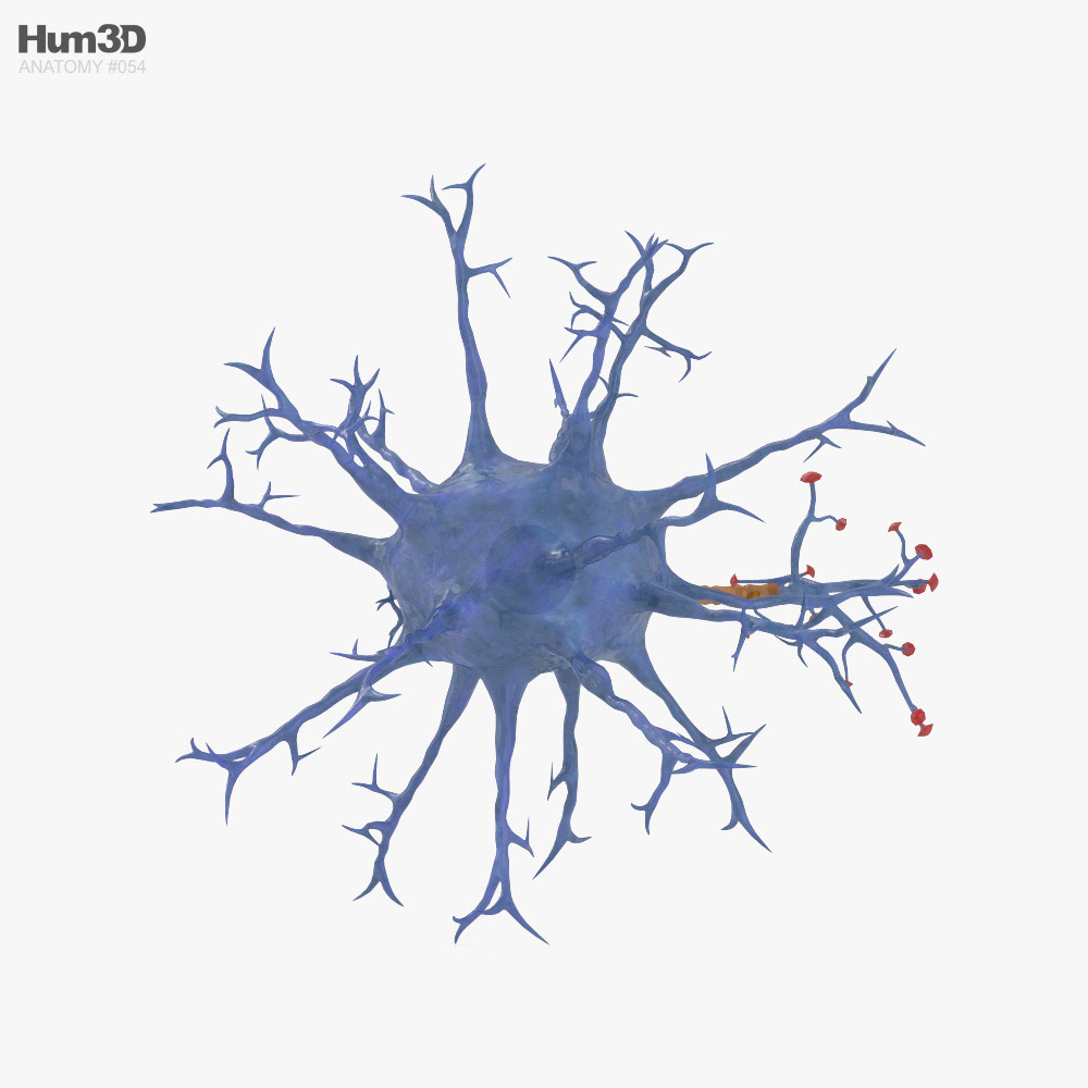 Neuron 3D model - Download Anatomy on 3DModels.org