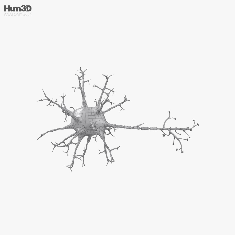 Neuron 3D model - Download Anatomy on 3DModels.org