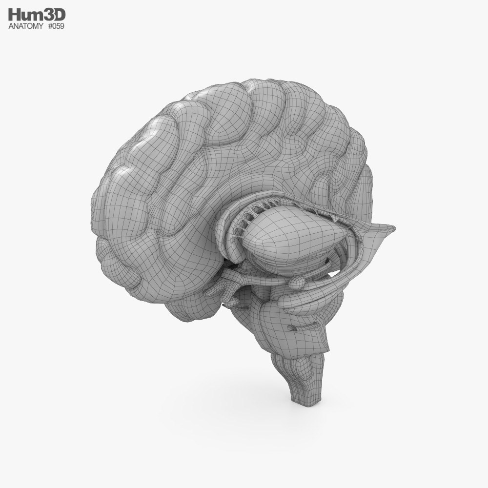 Human Brain Cross Section 3D modeli - İndir Anatomy üzerinde 3DModels.org