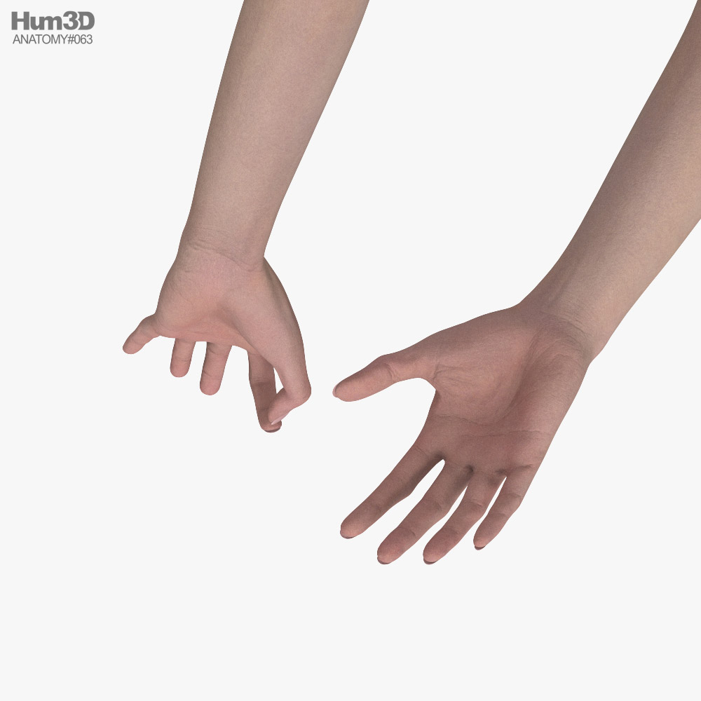 Female Hands Ok Sign 3D 모델 - 다운로드 Anatomy on 3DModels.org