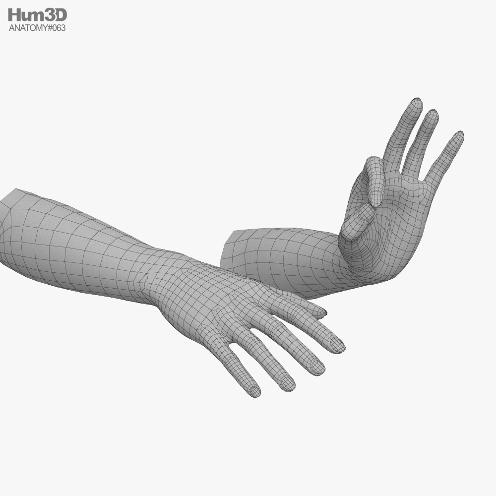 Female Hands Ok Sign 3D 모델 - 다운로드 Anatomy on 3DModels.org