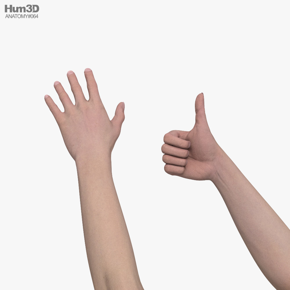 Female Hands Thumbs up 3D model - Download Anatomy on 3DModels.org