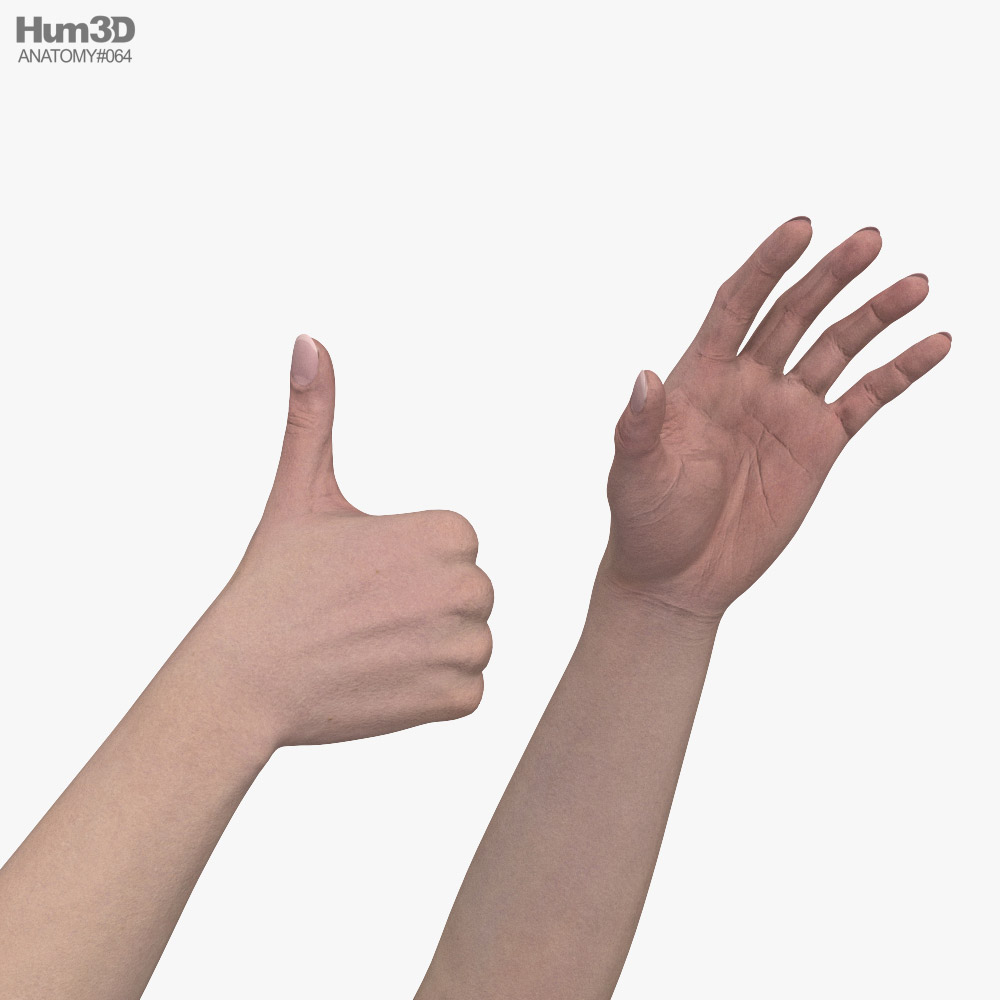 Female Hands Thumbs up 3D model - Download Anatomy on 3DModels.org