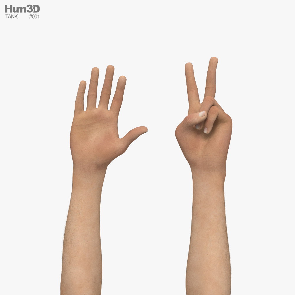 Male Hands Peace Gesture 3D model - Download Anatomy on 3DModels.org