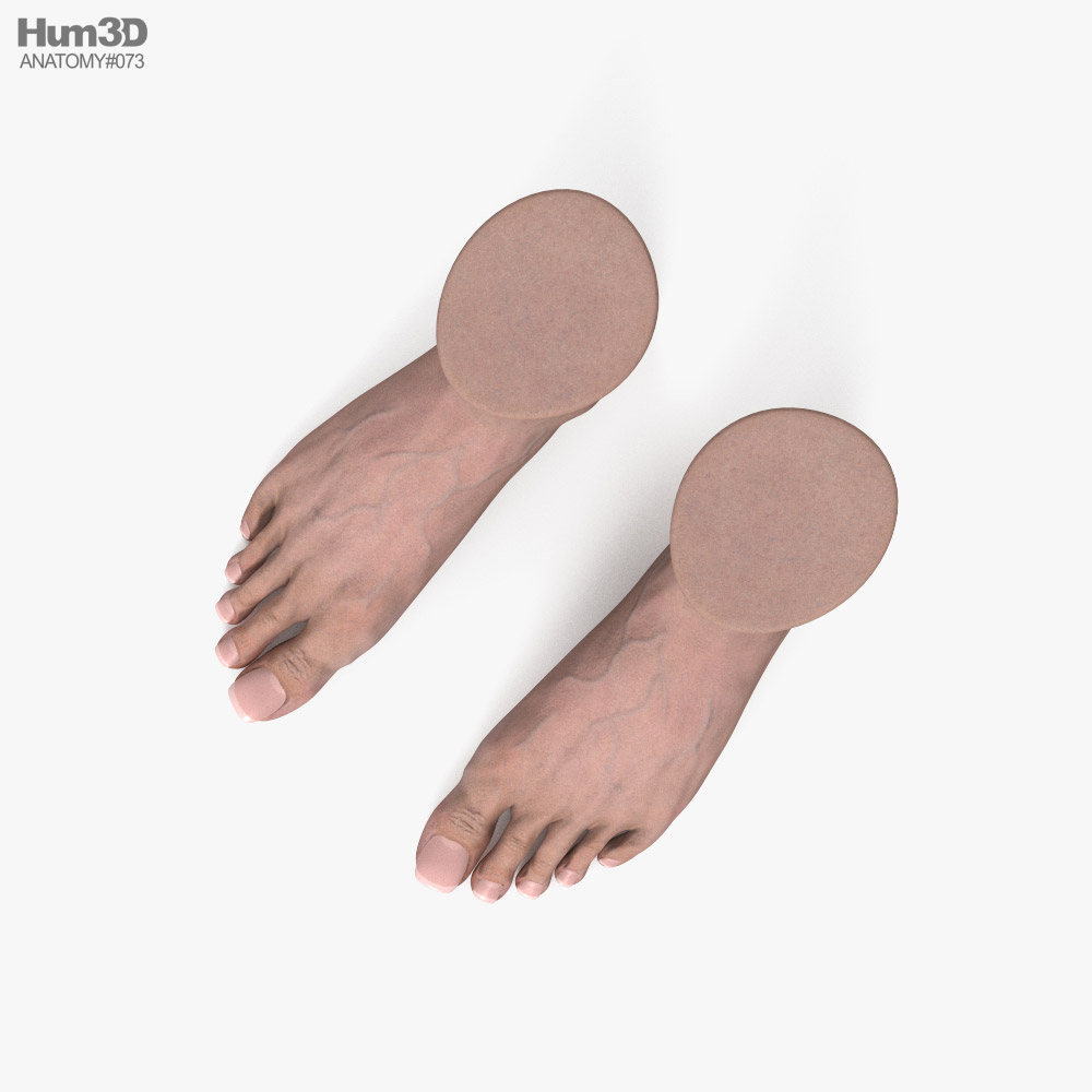 Female Foot 3D model - Download Anatomy on 3DModels.org