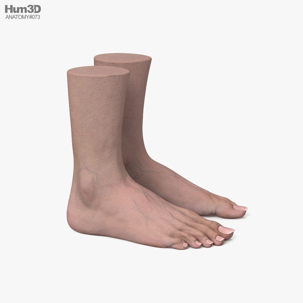 Female Foot 3D model - Download Anatomy on 3DModels.org