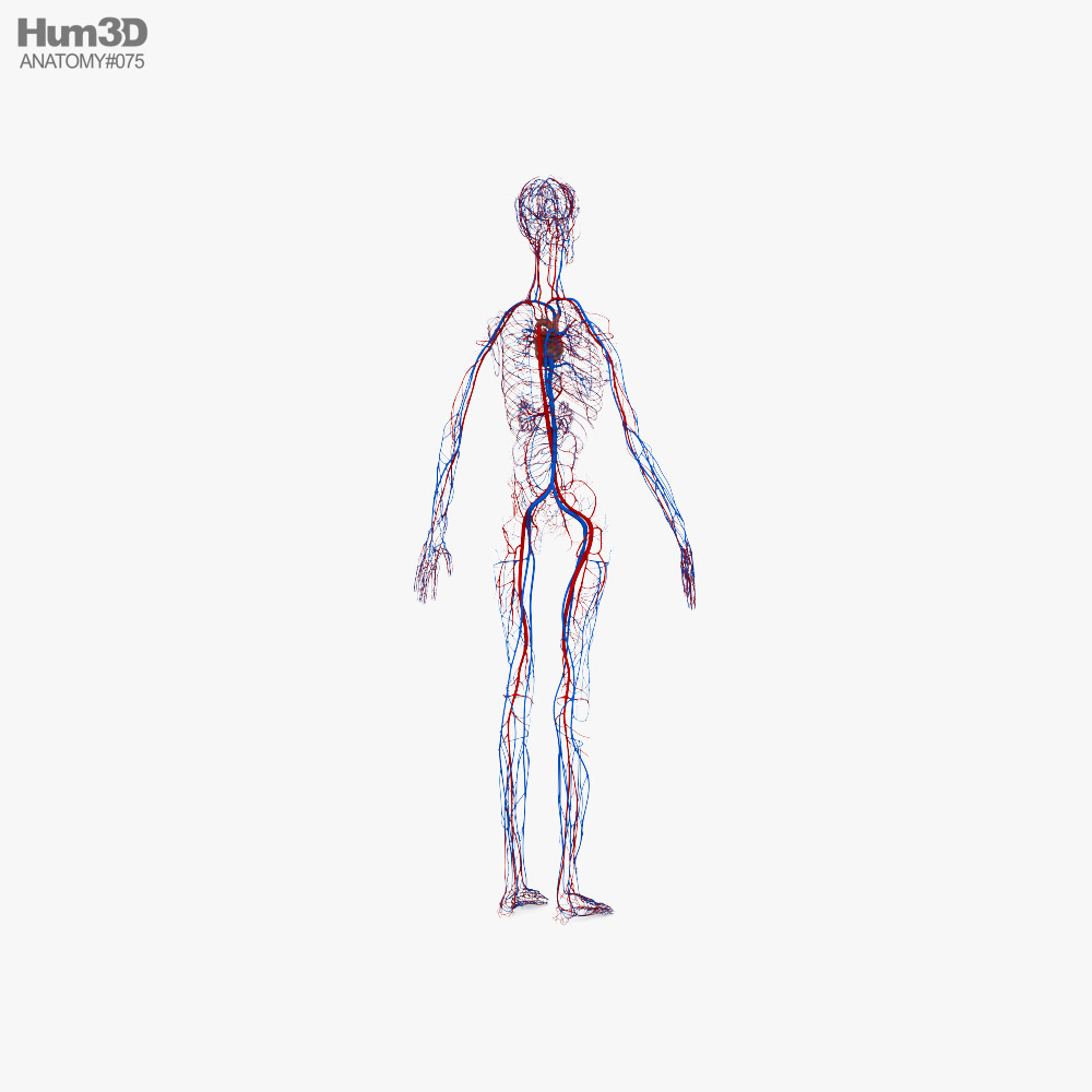 Female Circulatory System 3D model - Download Anatomy on 3DModels.org