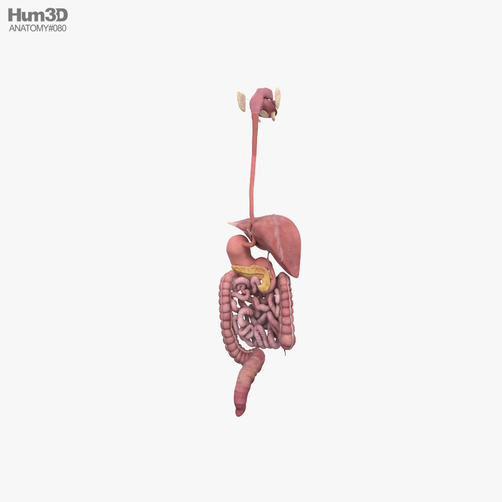 女性消化器系 3Dモデル - ダウンロード Anatomy オン 3DModels.org