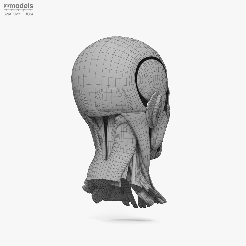 Anatomia Completa da Cabeça: Pele, Músculos E Sistema Vascular Modelo ...