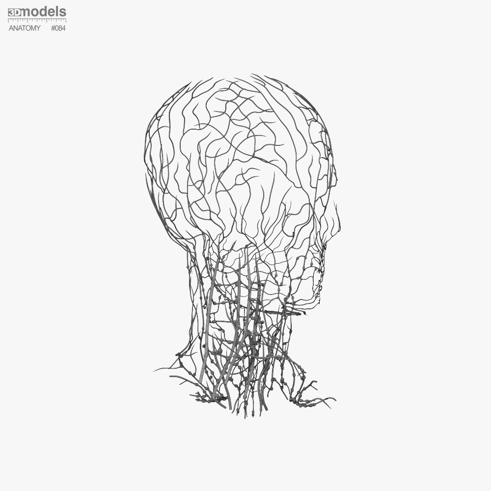 Complete Head Anatomy 3D model - Download Anatomy on 3DModels.org