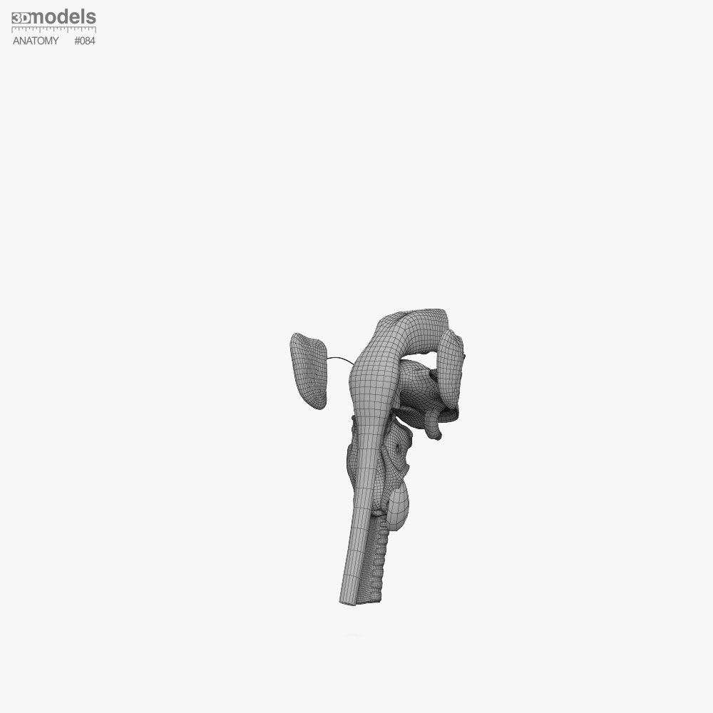Complete Head Anatomy 3D model - Download Anatomy on 3DModels.org