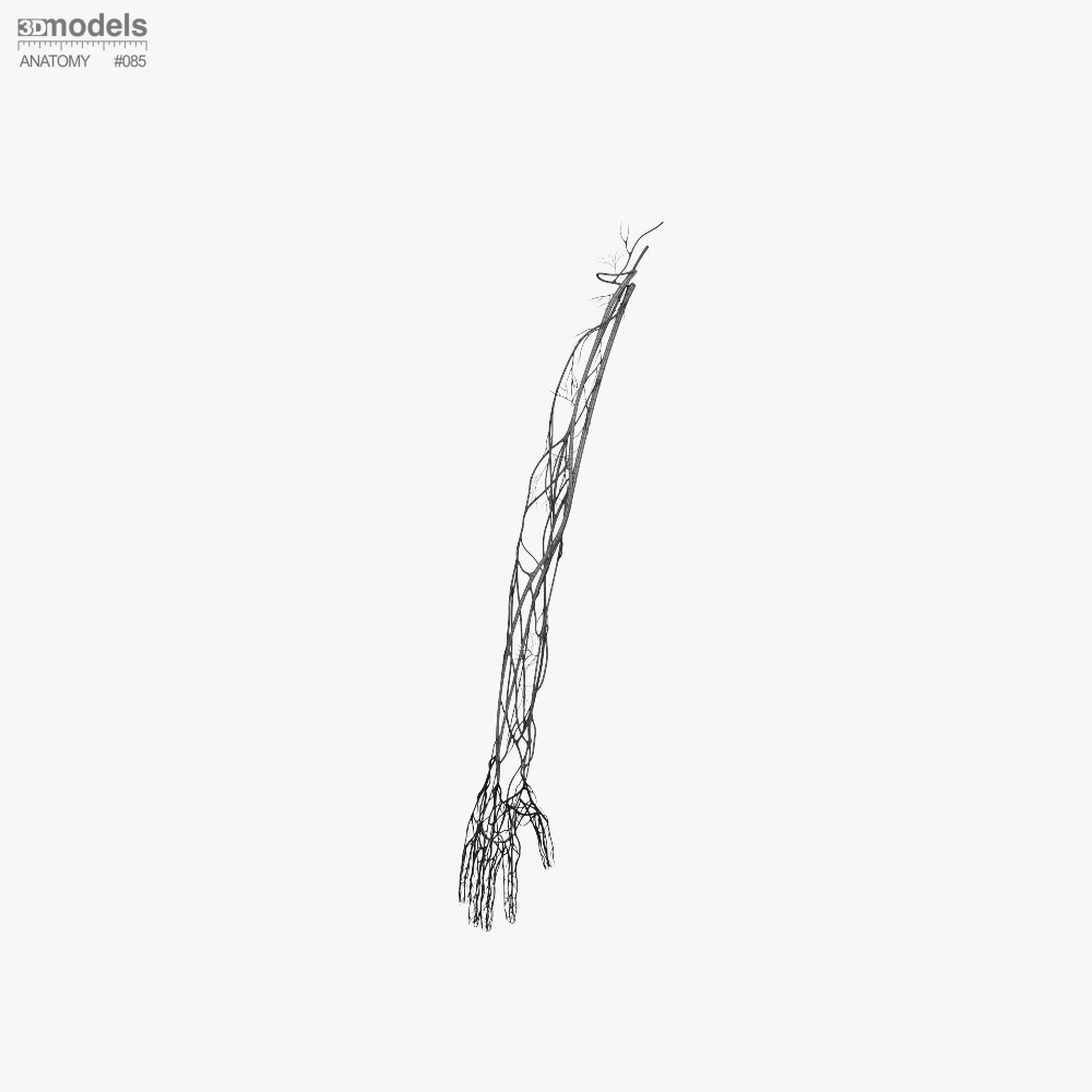 Complete Arm Anatomy 3D model - Download Anatomy on 3DModels.org