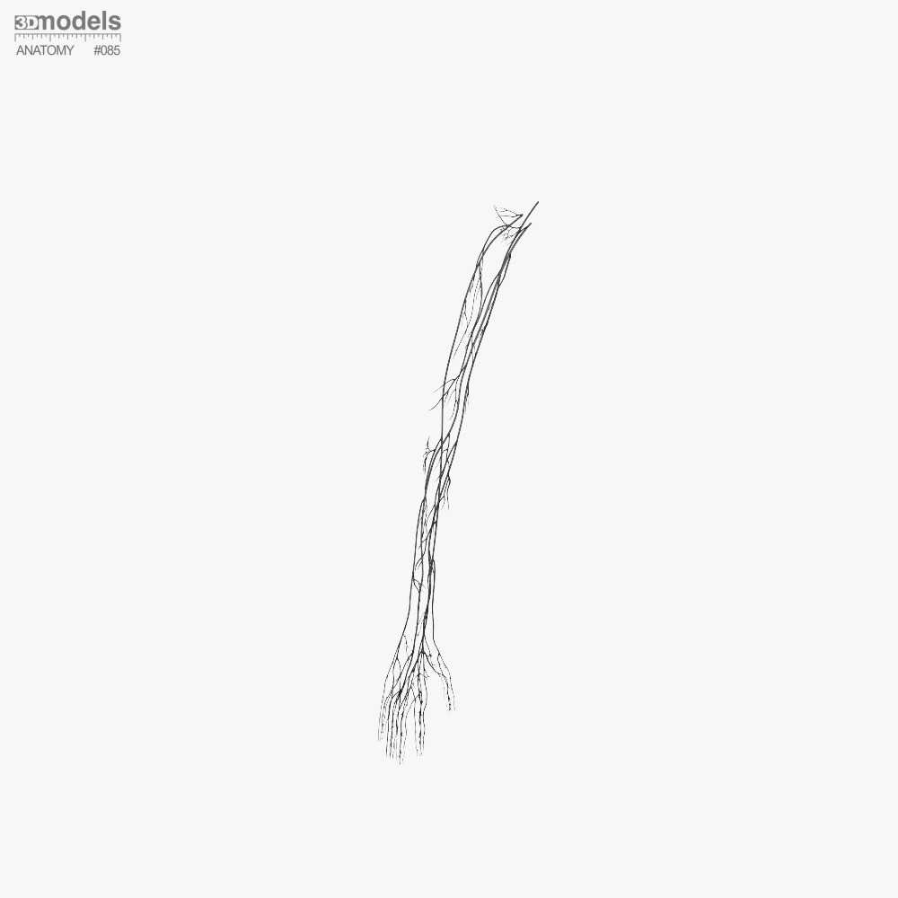 Complete Arm Anatomy 3D model - Download Anatomy on 3DModels.org