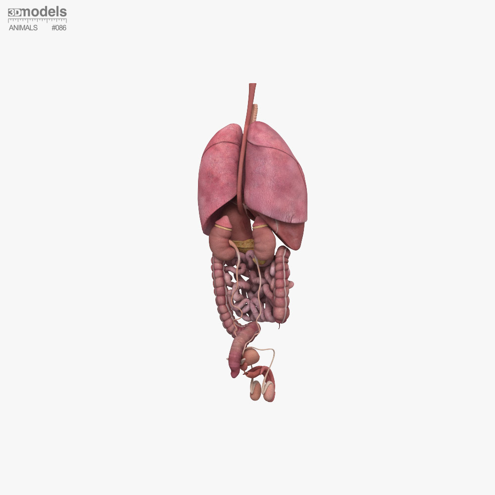 Torso Anatomy The Human Body In 3d Tum
