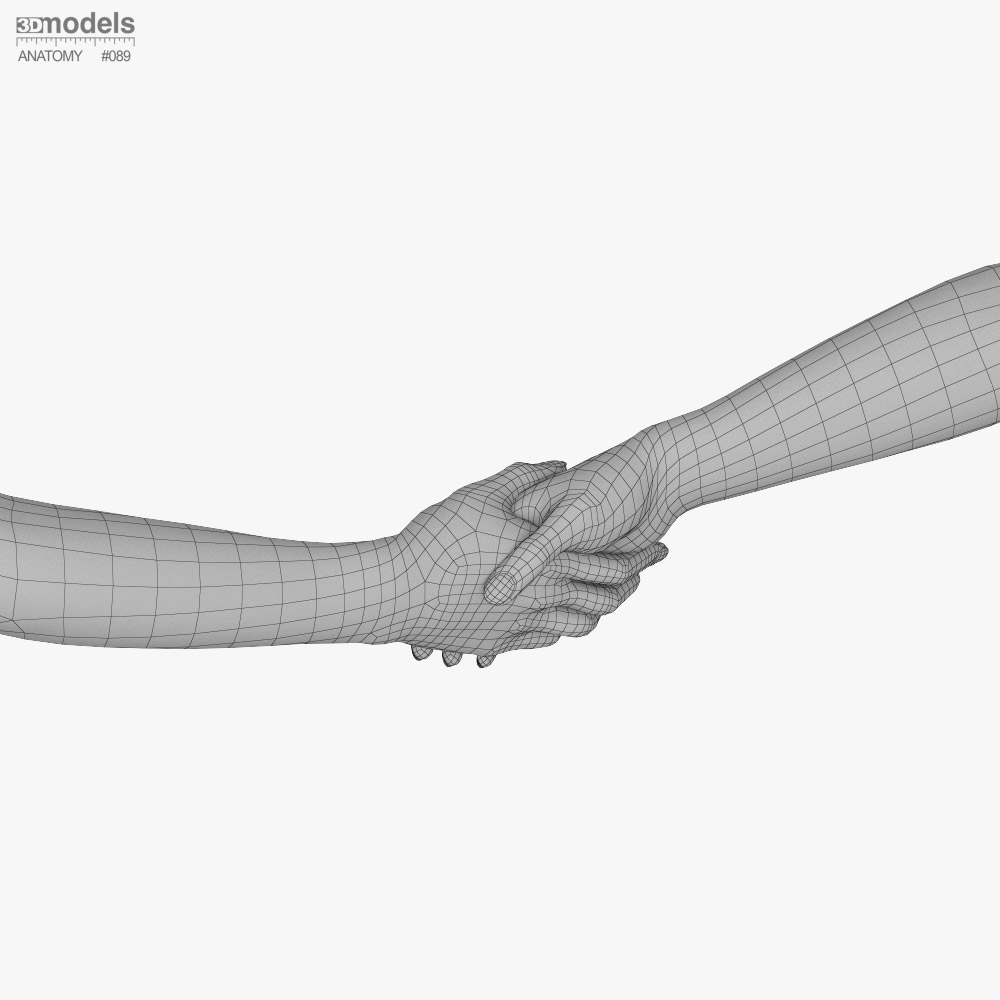 Female Handshake 3D 모델 - 다운로드 Anatomy on 3DModels.org