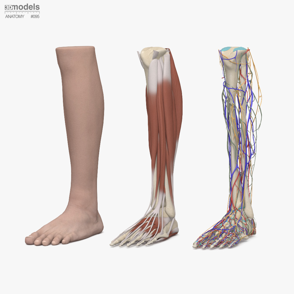 Human Bone Anatomy Model Human Legs Muscle Bone Anatomy 3d Model