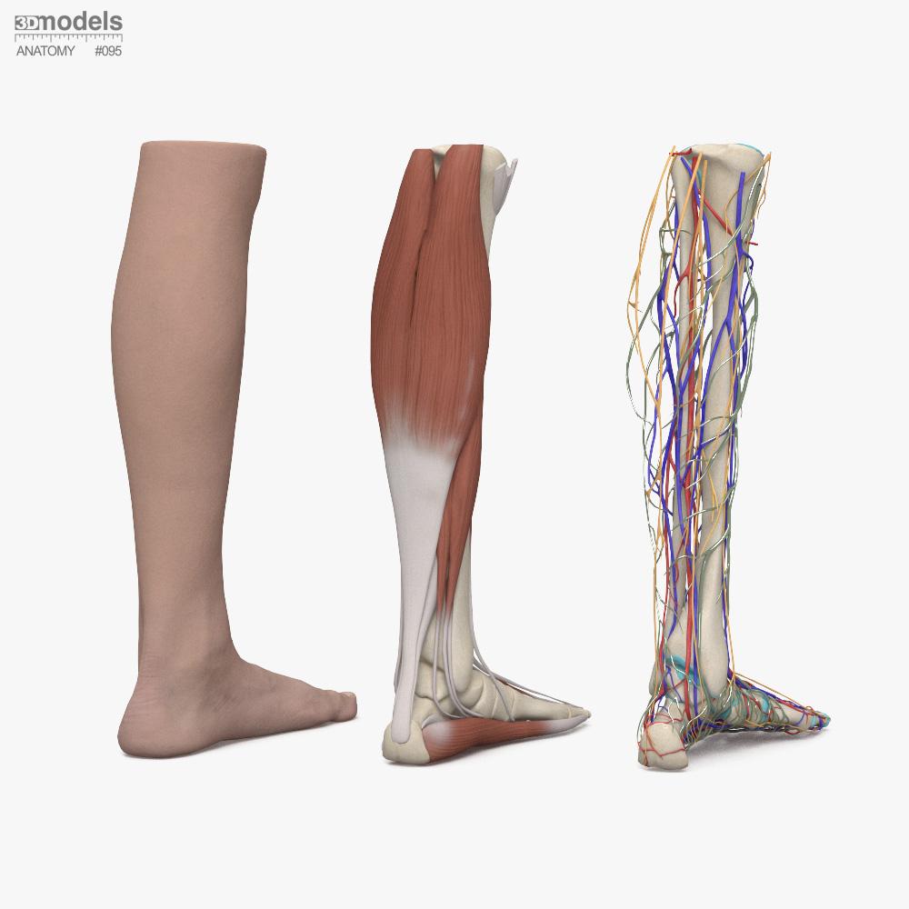 Complete Shin Anatomy 3D model - Download Anatomy on 3DModels.org