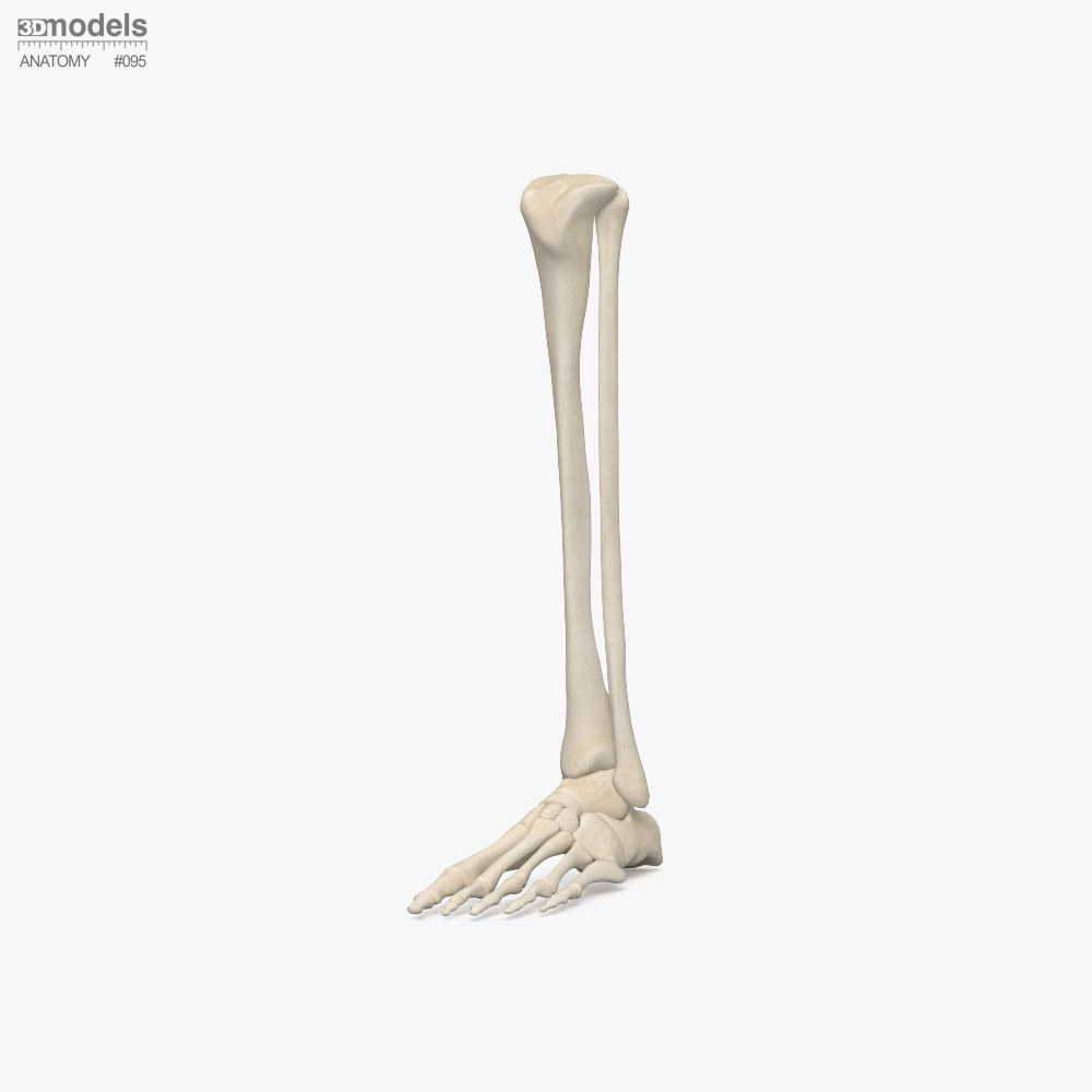 Complete Shin Anatomy 3D model - Download Anatomy on 3DModels.org