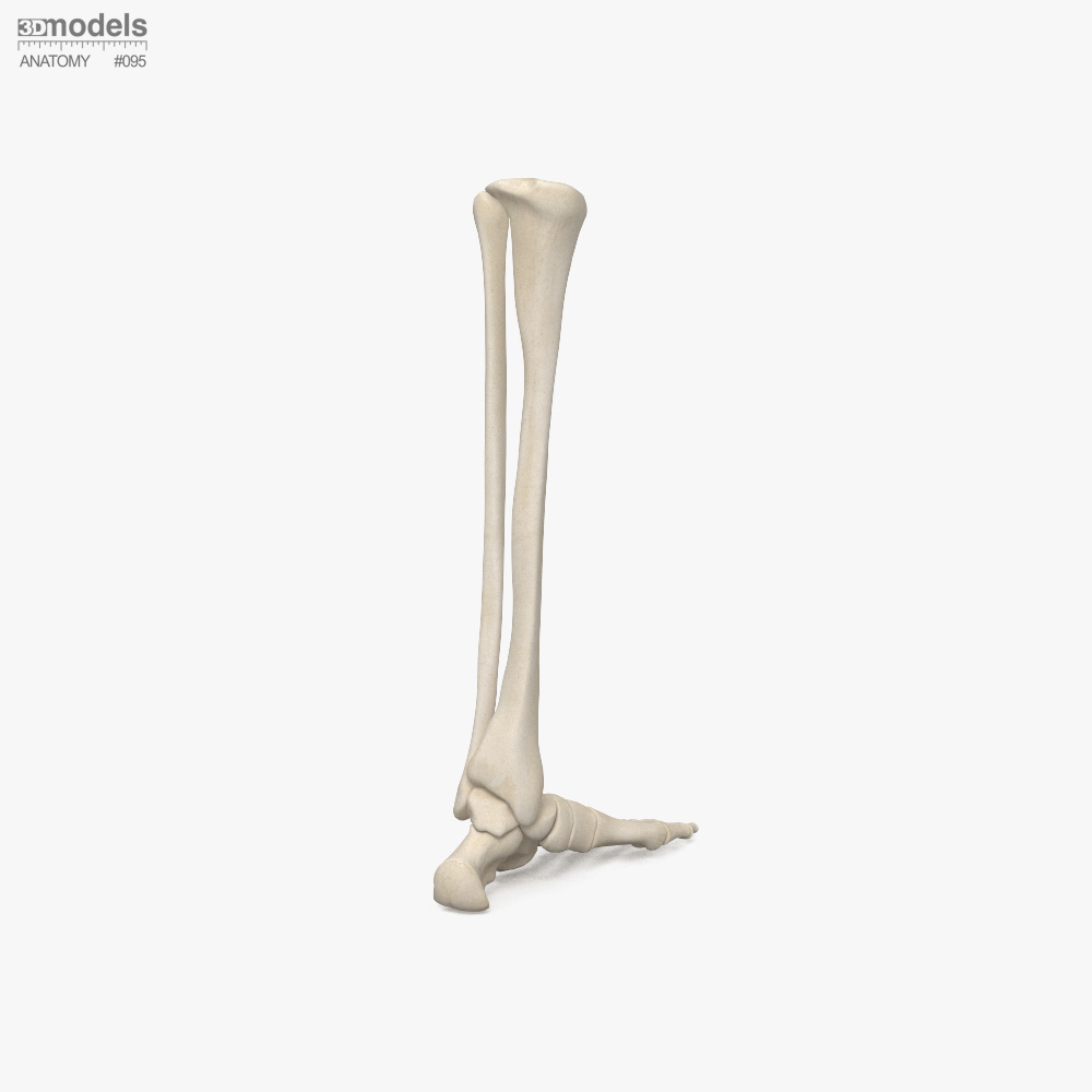 Complete Shin Anatomy 3D model - Download Anatomy on 3DModels.org