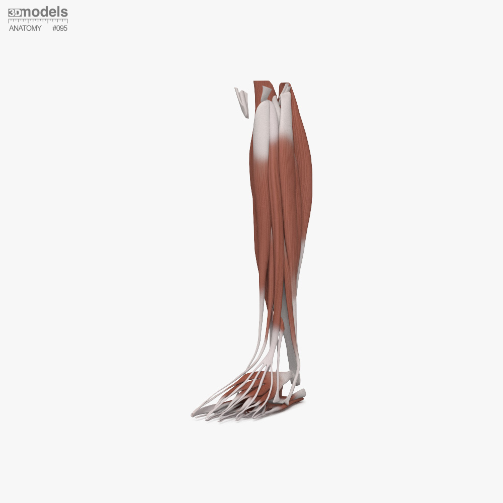 Complete Shin Anatomy 3D model - Download Anatomy on 3DModels.org