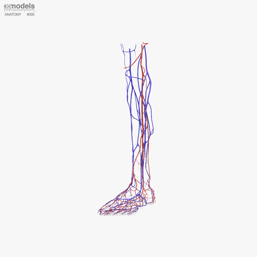 Complete Shin Anatomy 3D model - Download Anatomy on 3DModels.org