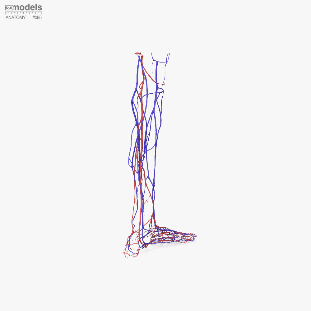 Complete Shin Anatomy 3D model - Download Anatomy on 3DModels.org