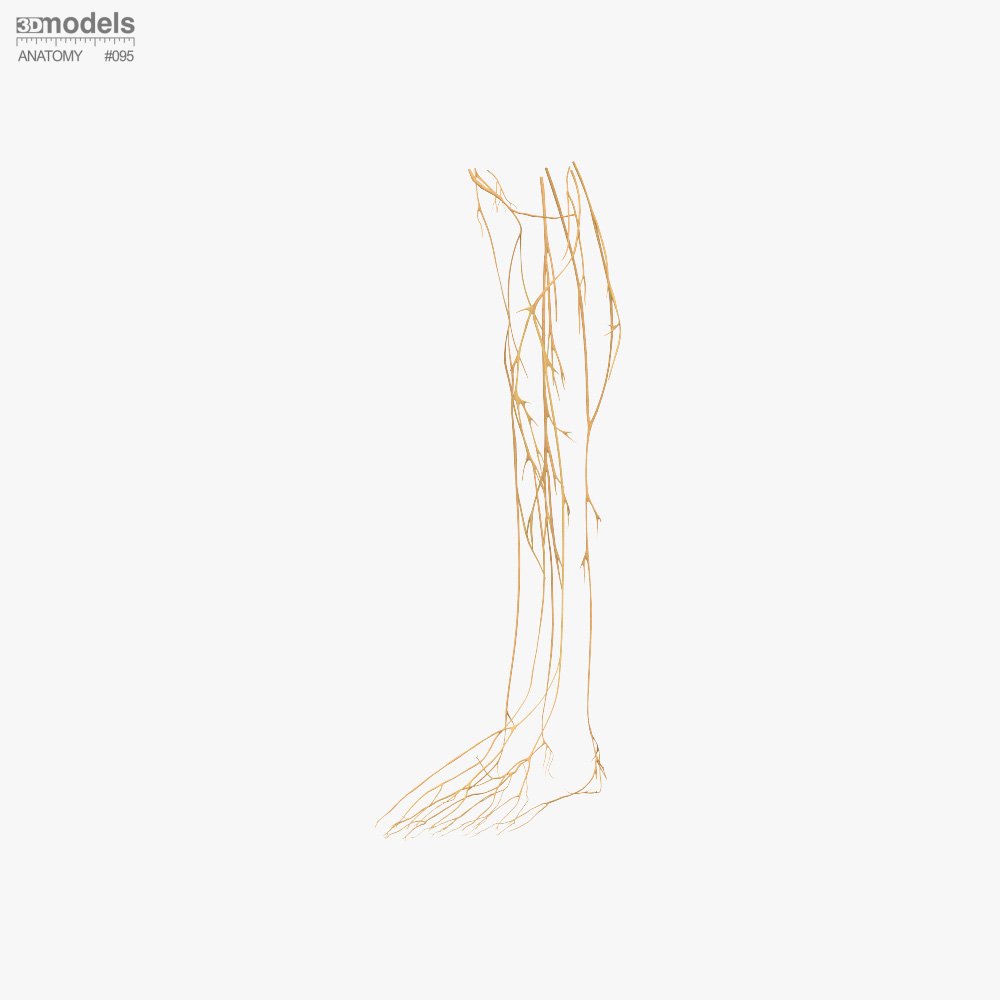 Complete Shin Anatomy 3D model - Download Anatomy on 3DModels.org