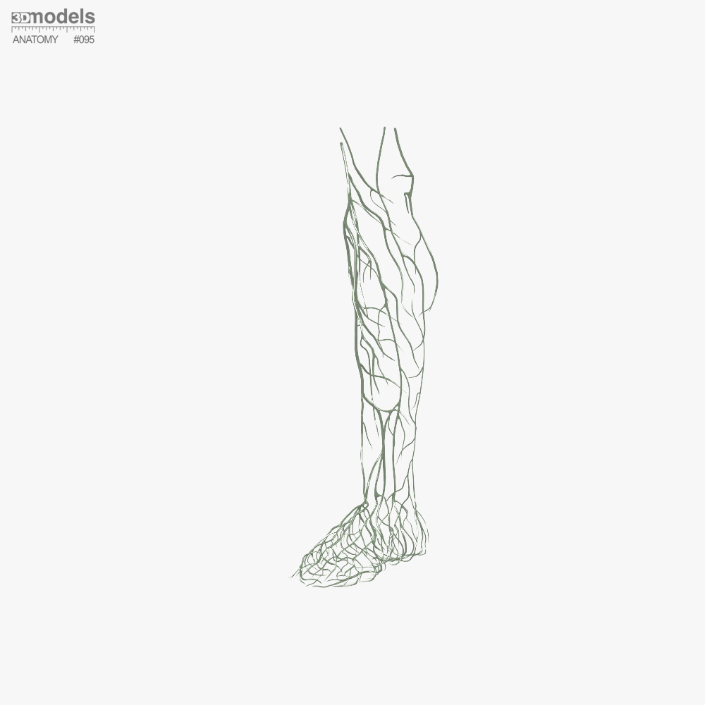 Complete Shin Anatomy 3D model - Download Anatomy on 3DModels.org
