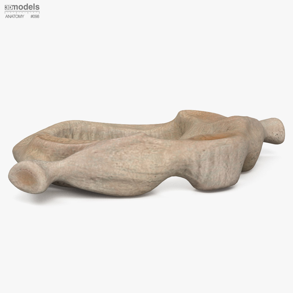 Human Atlas Vertebra C1 3D model - Download Human Skeleton on 3DModels.org
