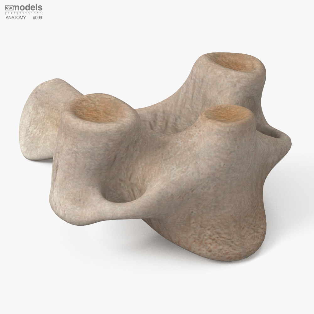 Vértebra Axis Humana C2 Modelo 3D - Descargar Human Skeleton on ...