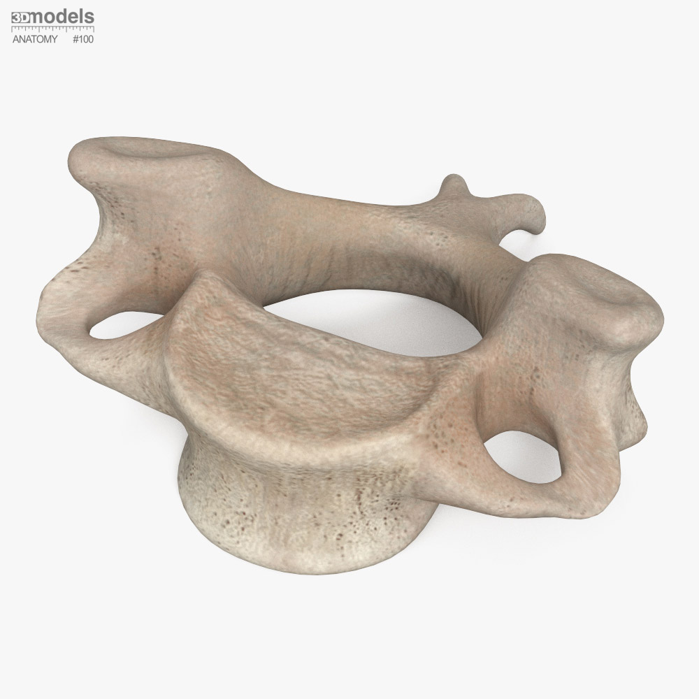 Human Vertebra C6 3D model - Download Human Skeleton on 3DModels.org
