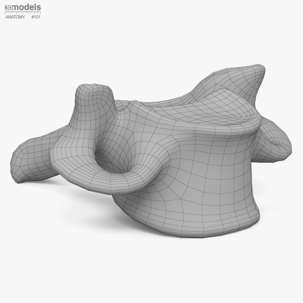 Human Vertebra Prominens Vertebra C7 3D model - Download Human Skeleton ...