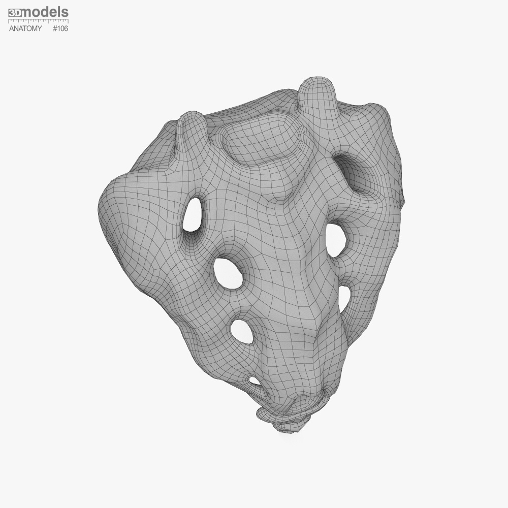 Human Sacrum Sacral Coccyx Bone 3D model - Download Human Skeleton on ...