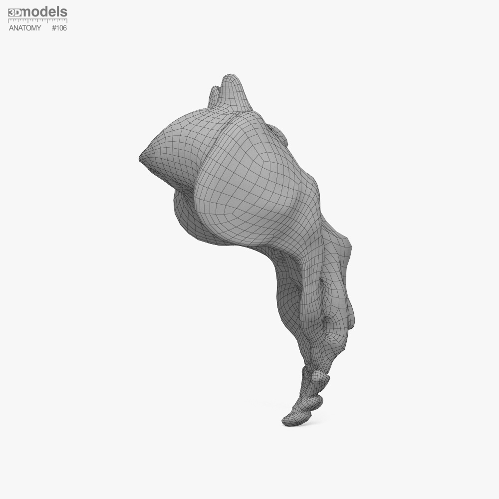 Human Sacrum Sacral Coccyx Bone 3D model - Download Human Skeleton on ...